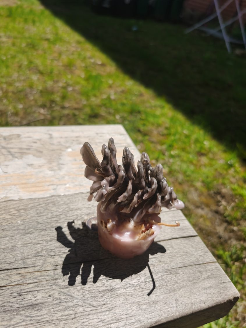 Handmade Beautiful Redneck Cupcake Fire Starters • MavenFair