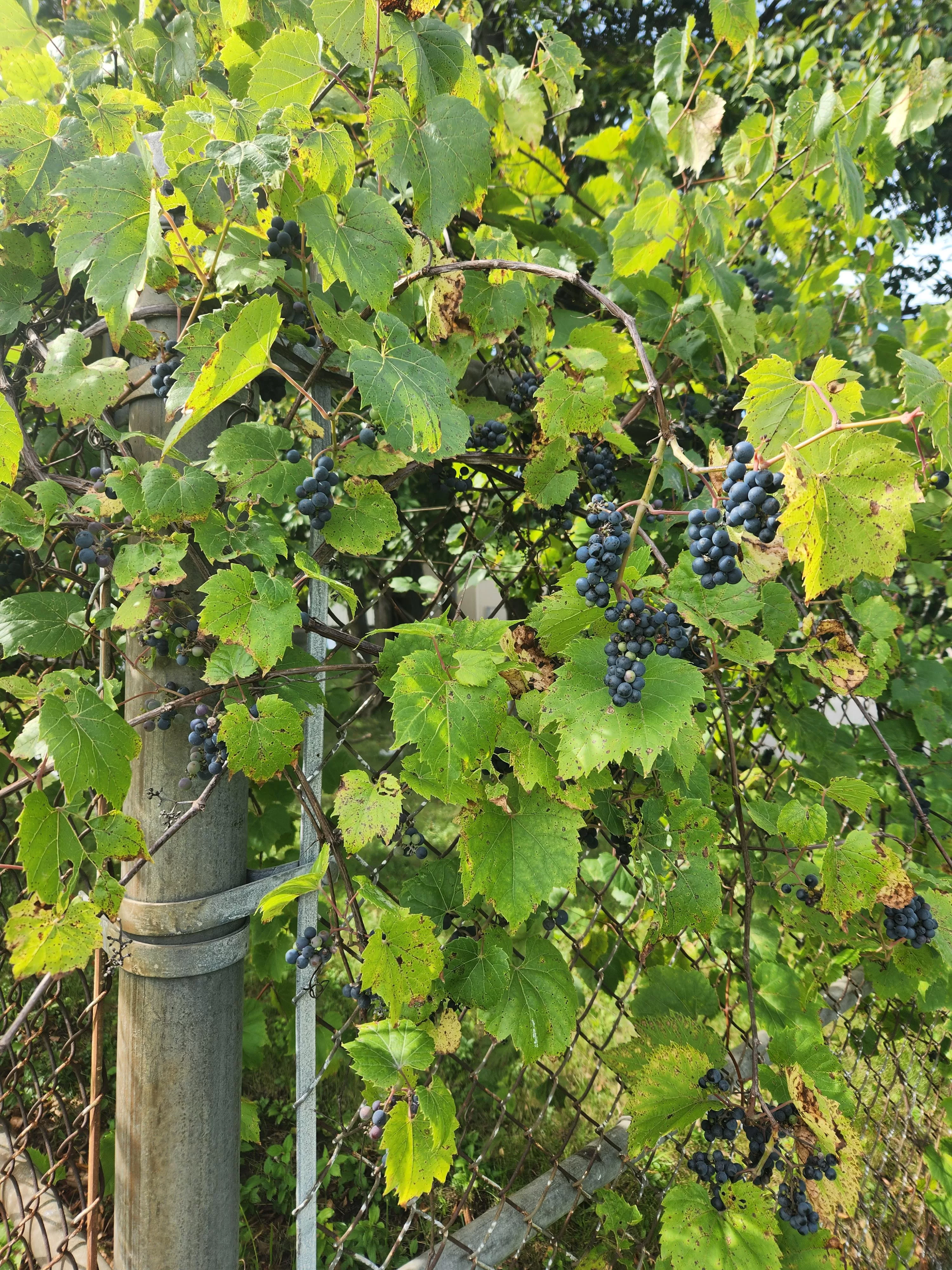 Riverbank grape seeds • MavenFair