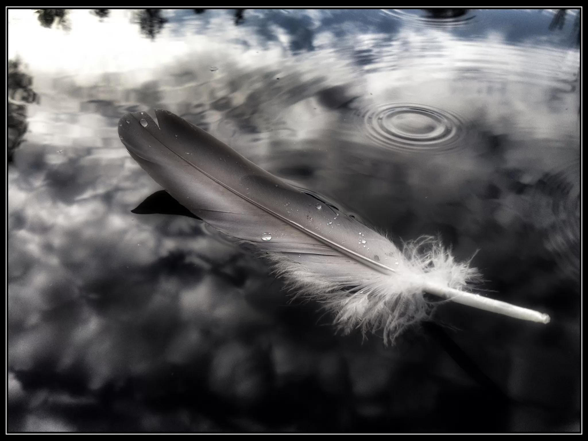 Eagle Feather. Photographic Blank Notecard. • MavenFair